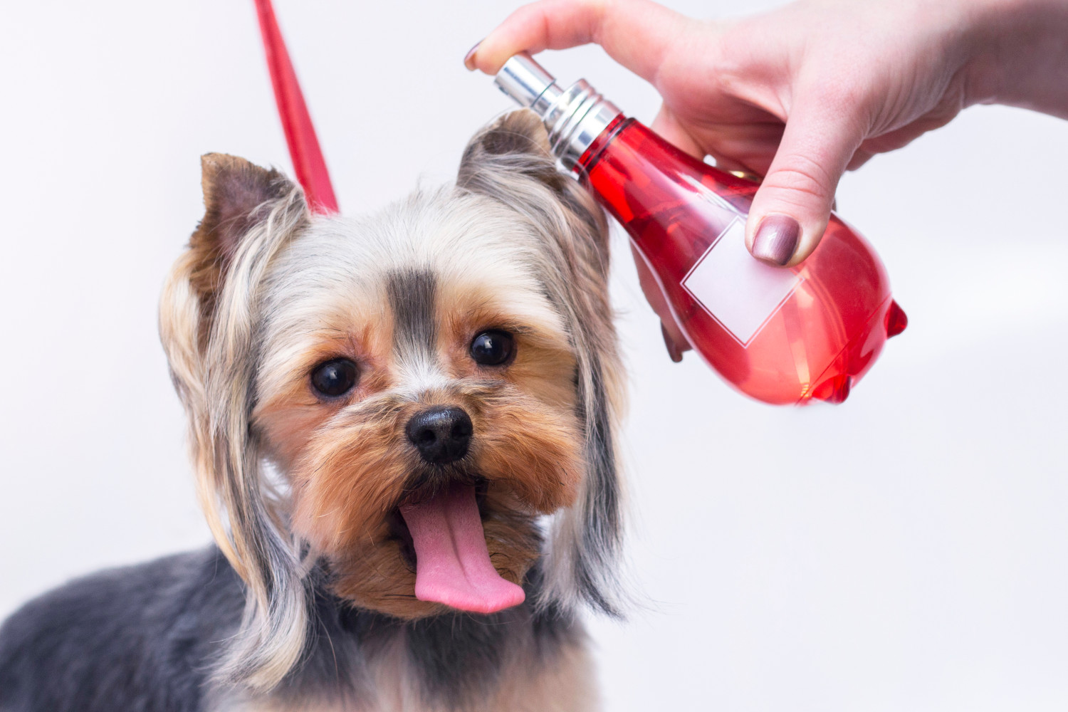 25 Best Dog Deodorizing Sprays of 2022 (The Cologne Review)