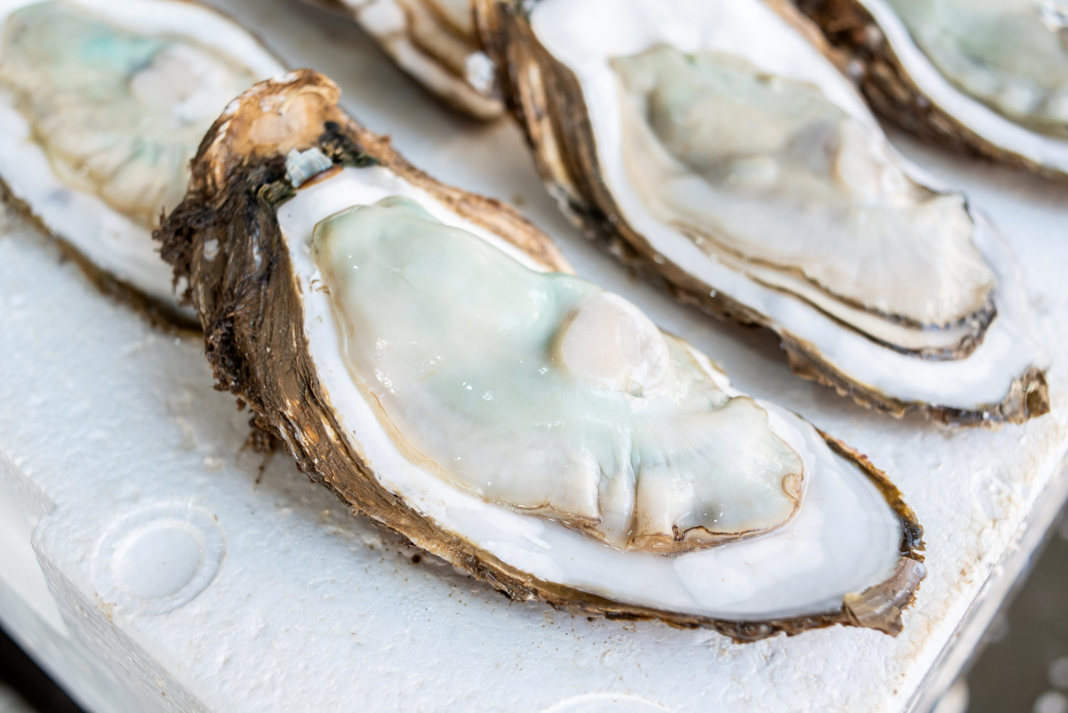 Can Dogs Eat Oysters the Salt Water Bivalve Molluscs that Live in Marine?